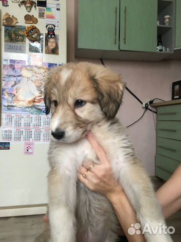 Продам щенка алабая