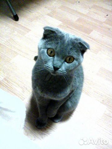 Отдам в добрые руки