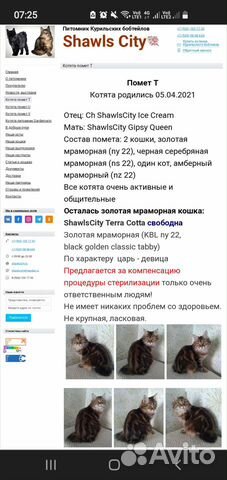 Курильский бобтейл кошечка 9 мес. бесплатно
