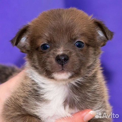 Щенок небольшой маленькой собаки