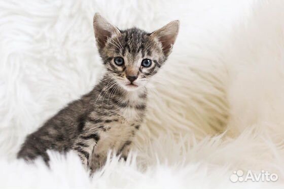 Котенок саванна