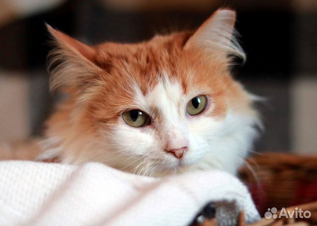 Маленькая пушистая кошечка ищет дом