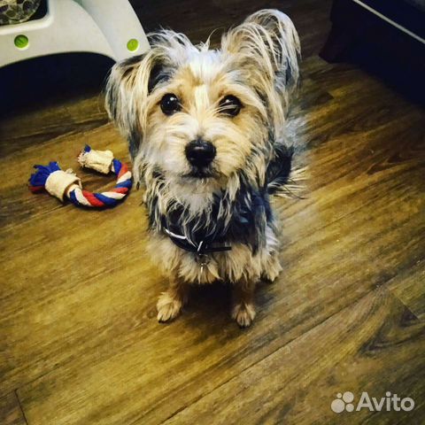 Маленькие собаки