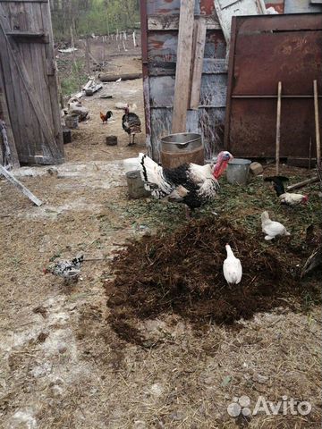 Карликовых утки