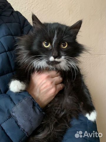 Метис Норвежская лесная котенок 5мес ласковый