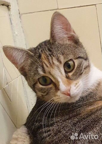 Котёнок Майя