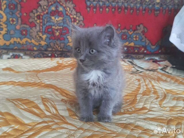 Котёнок