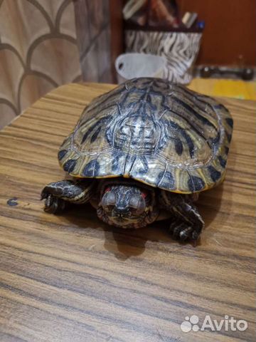 Черепаха