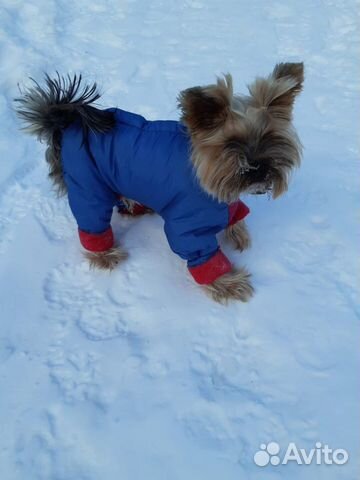 Потерялась собака