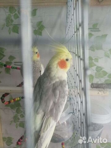 Попугай корелла