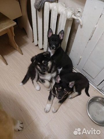 Самые сладкие малыши в добрые руки