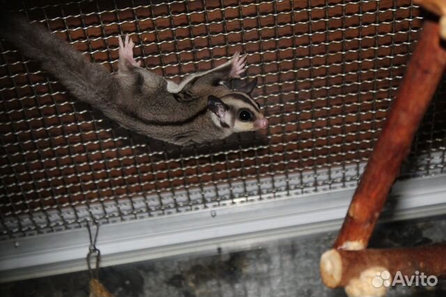 Белка летяга