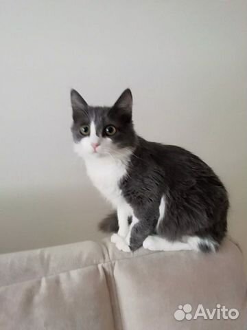 Люсечка ищет дом