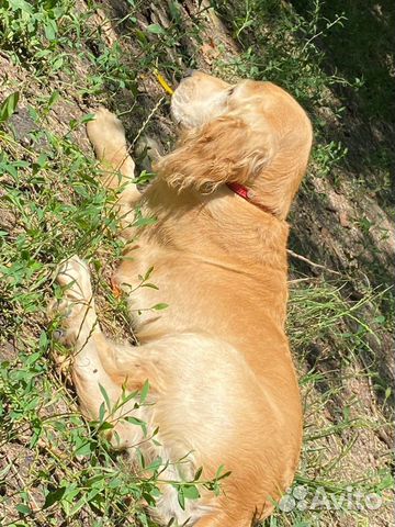 Щенки русского спаниеля