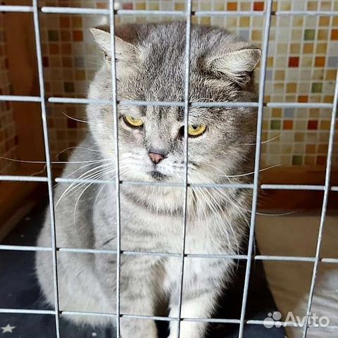 Котик в добрые руки
