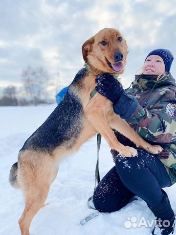 Собака в добрые руки