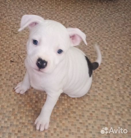 Щенки стаффа