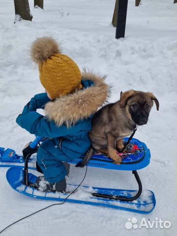 Щенок Молли в дар 3 мес