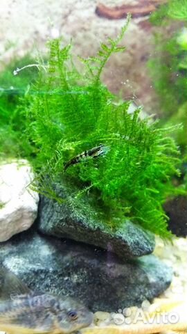 Мох рождественский