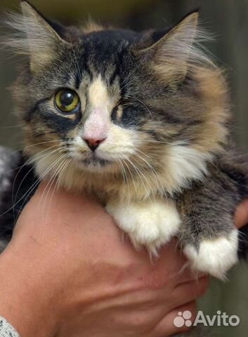 Ласковый котенок