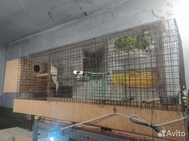 Попугай корелла