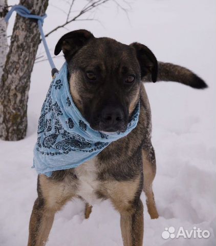 Добби не сможет выжить в приюте