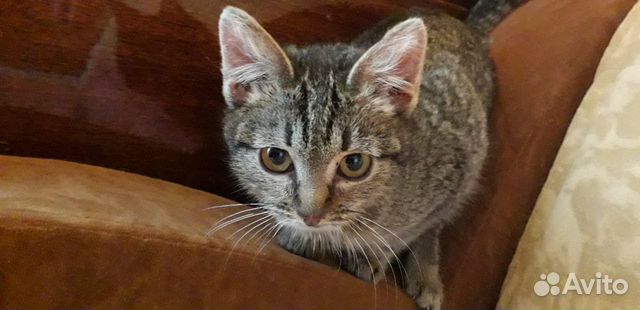 Котики в добрые руки