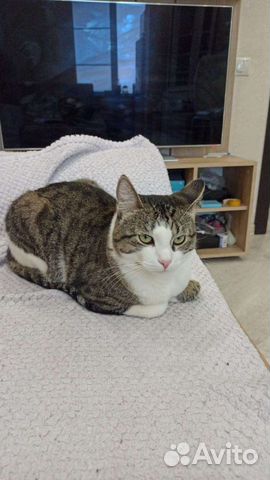 Кошка в дар