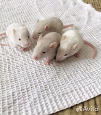 Декоративная крыса (стандарт)