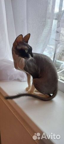 Донской сфинкс