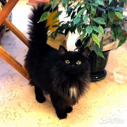 Кошка, кот, котёнок