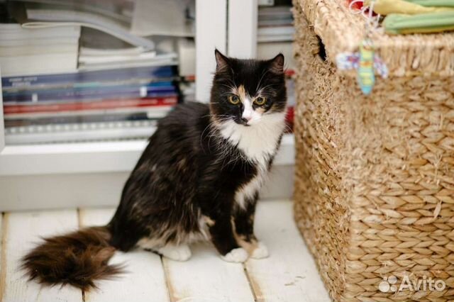 Кошка матрёшка