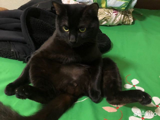 Котик Феликс 1год