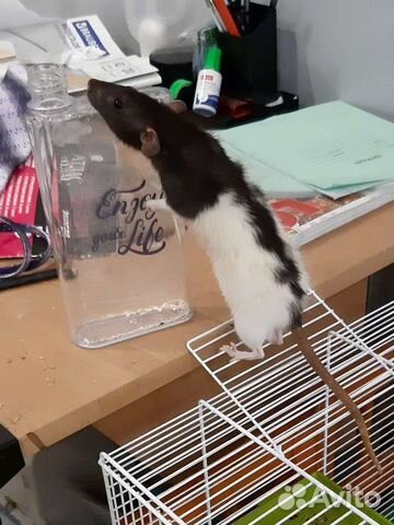 Декоративная крыса