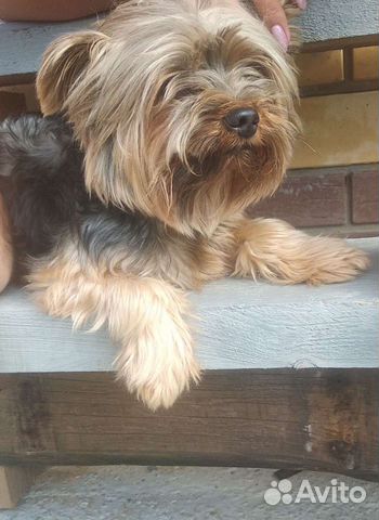 Йоркширский терьер стандарт