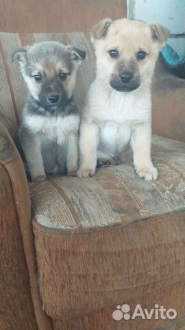 Щенок крош ищет дом