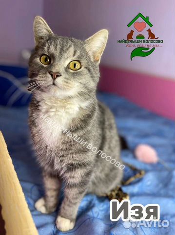 Котенко котик в дрбрые руки