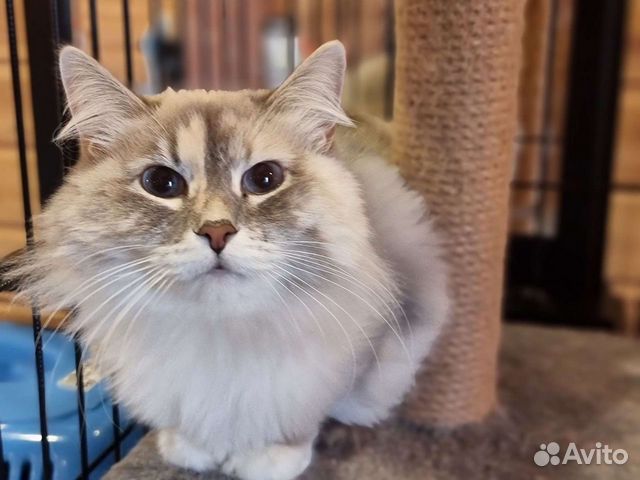 Кошка Зимушка стерилизована. Для квартиры