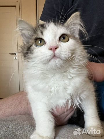 Котенок