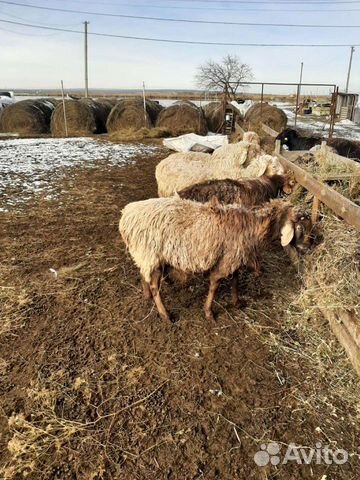Овцы бараны ягнята