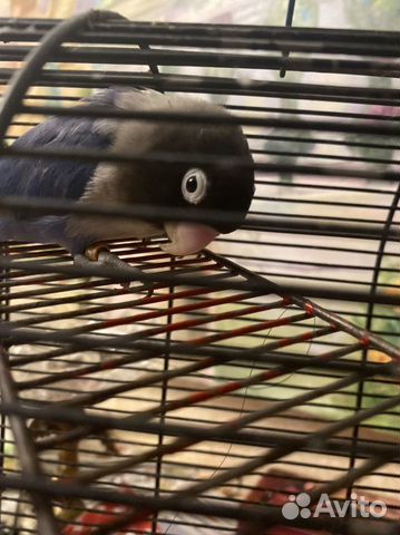 Неразлучник масковый самка