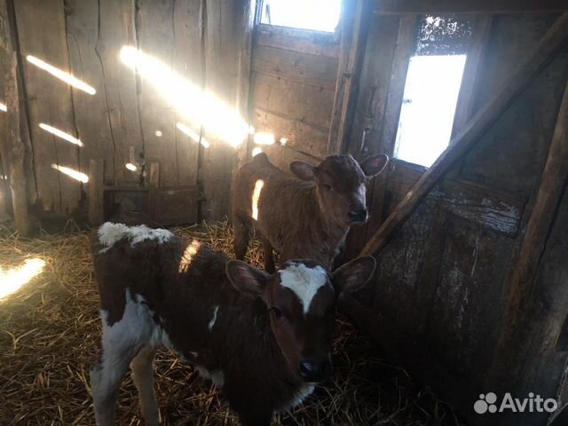 Телята телочки