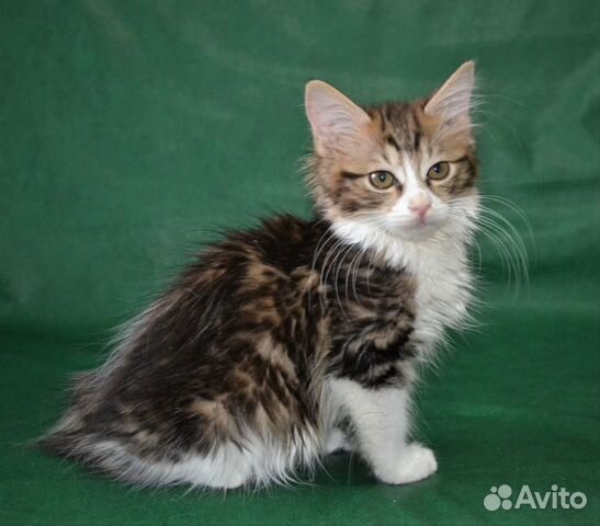 Журава кошечка курильского бобтейла