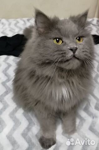 Мадам Брошкина