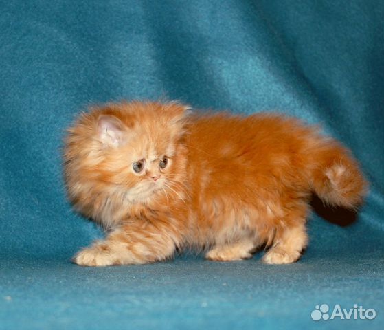 Солнечный персидский котенок