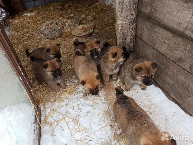 Отдам щенят в добрые руки