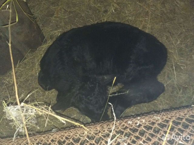 Домашние животные коровы