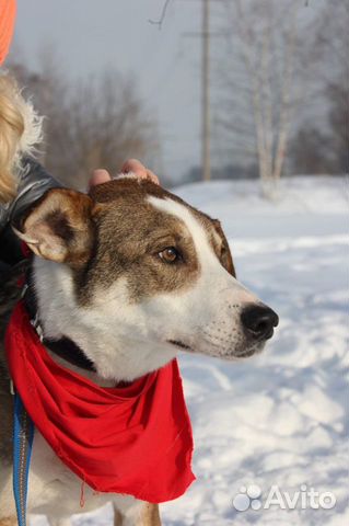 Азор-добрый, спокойный пес ищет дом