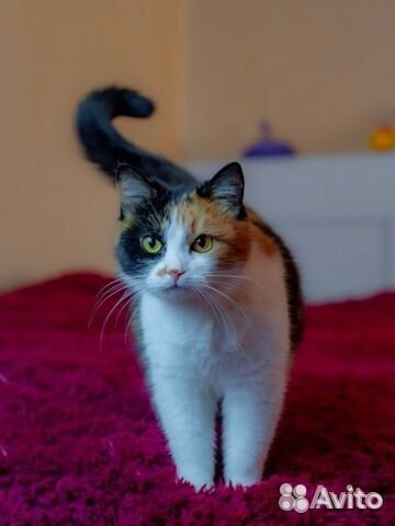 Кошечка подросток Ася в дар