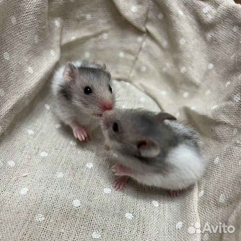 Хомячки